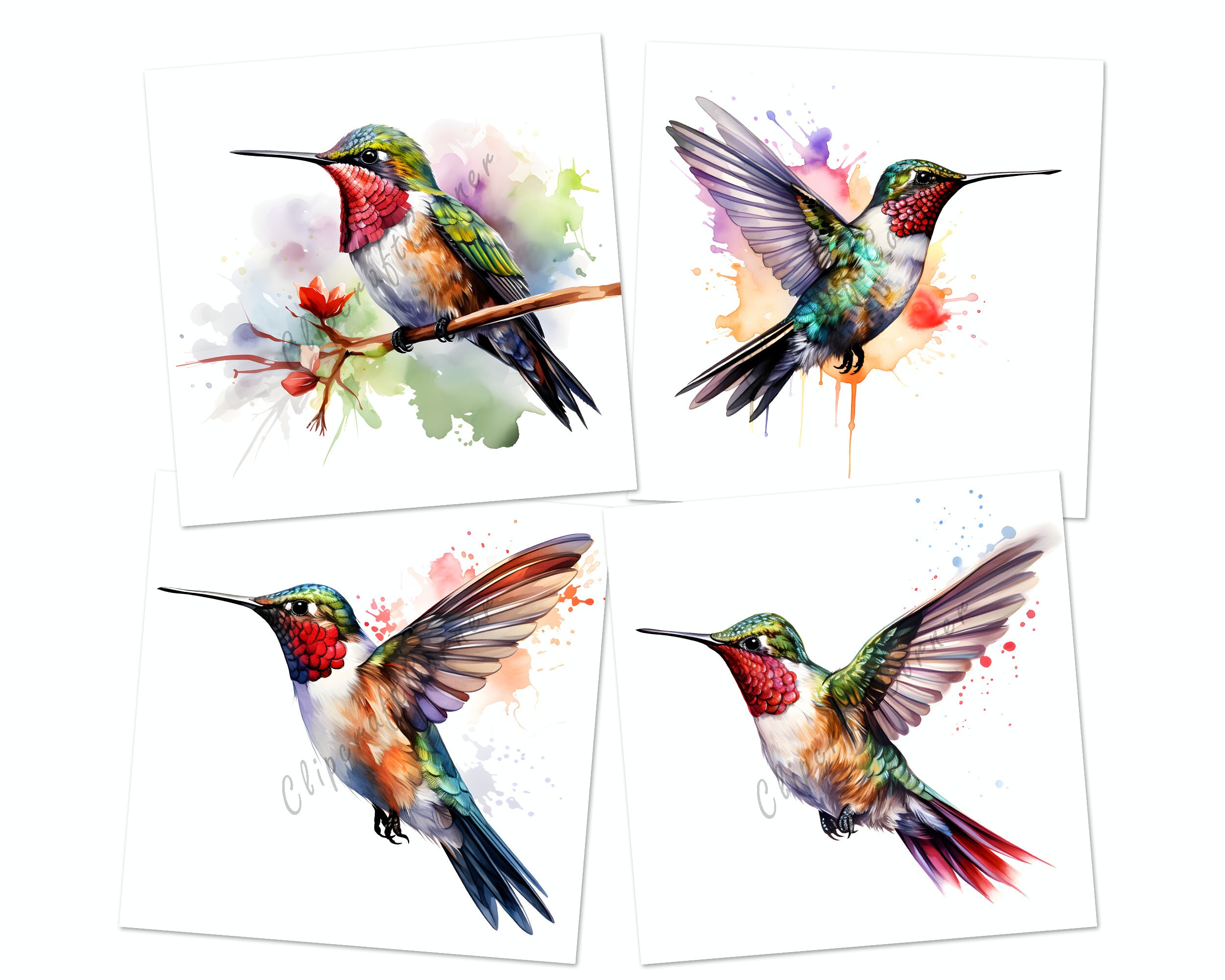 12 Ruby Throated Hummingbird Clipart PNG Art Bundle | Watercolor Bird ...