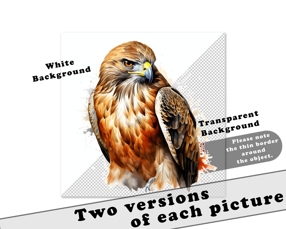 12 Red Tailed Hawk Clipart PNG Art Bundle | Watercolor Bird Clipart PNG ...