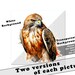 12 Red Tailed Hawk Clipart PNG Art Bundle | Watercolor Bird Clipart PNG ...