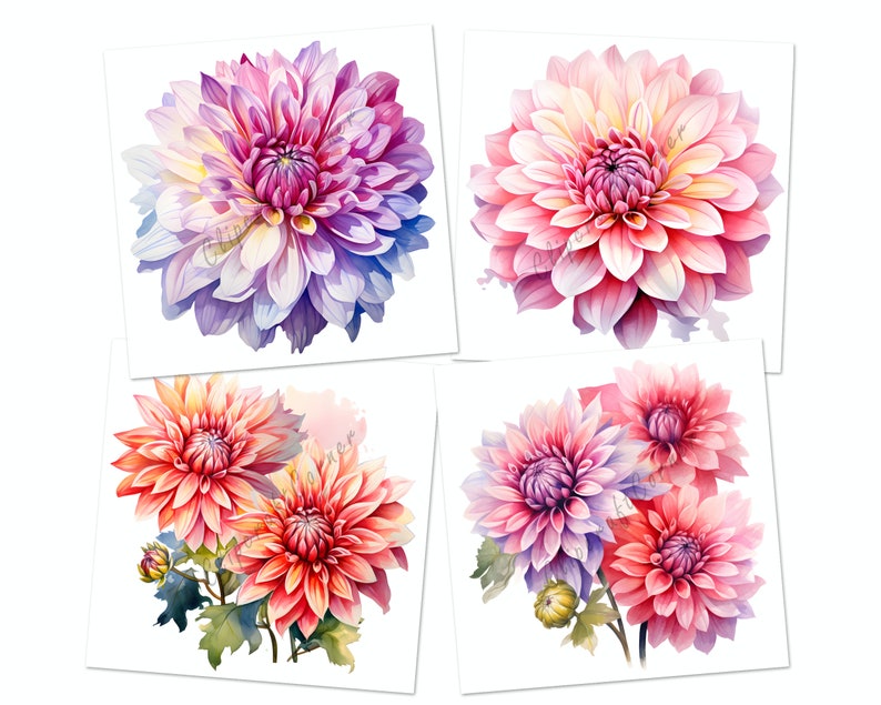 12 Dahlia Clipart PNG Art Bundle | Watercolor Flower Clipart PNG ...