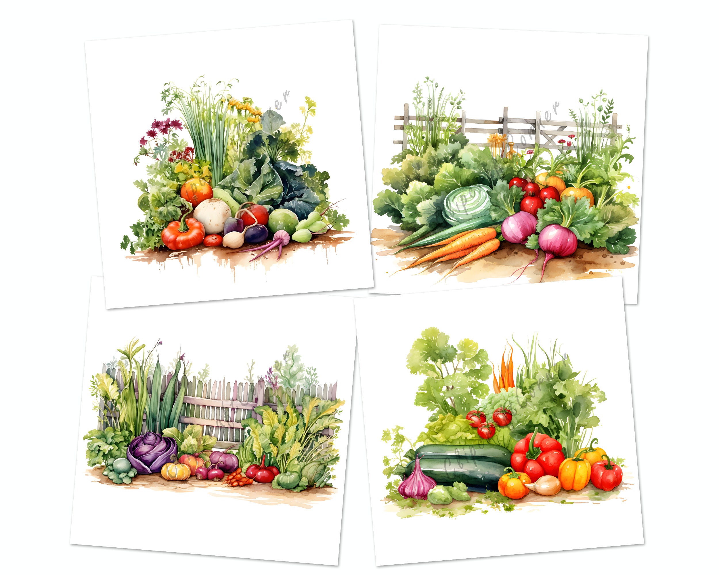 12 Vegetables Clipart PNG Bundle | Watercolor Vegetable Clipart PNG ...