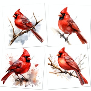 12 Red Cardinal Clipart PNG Art Bundle | Watercolor Bird Clipart PNG ...
