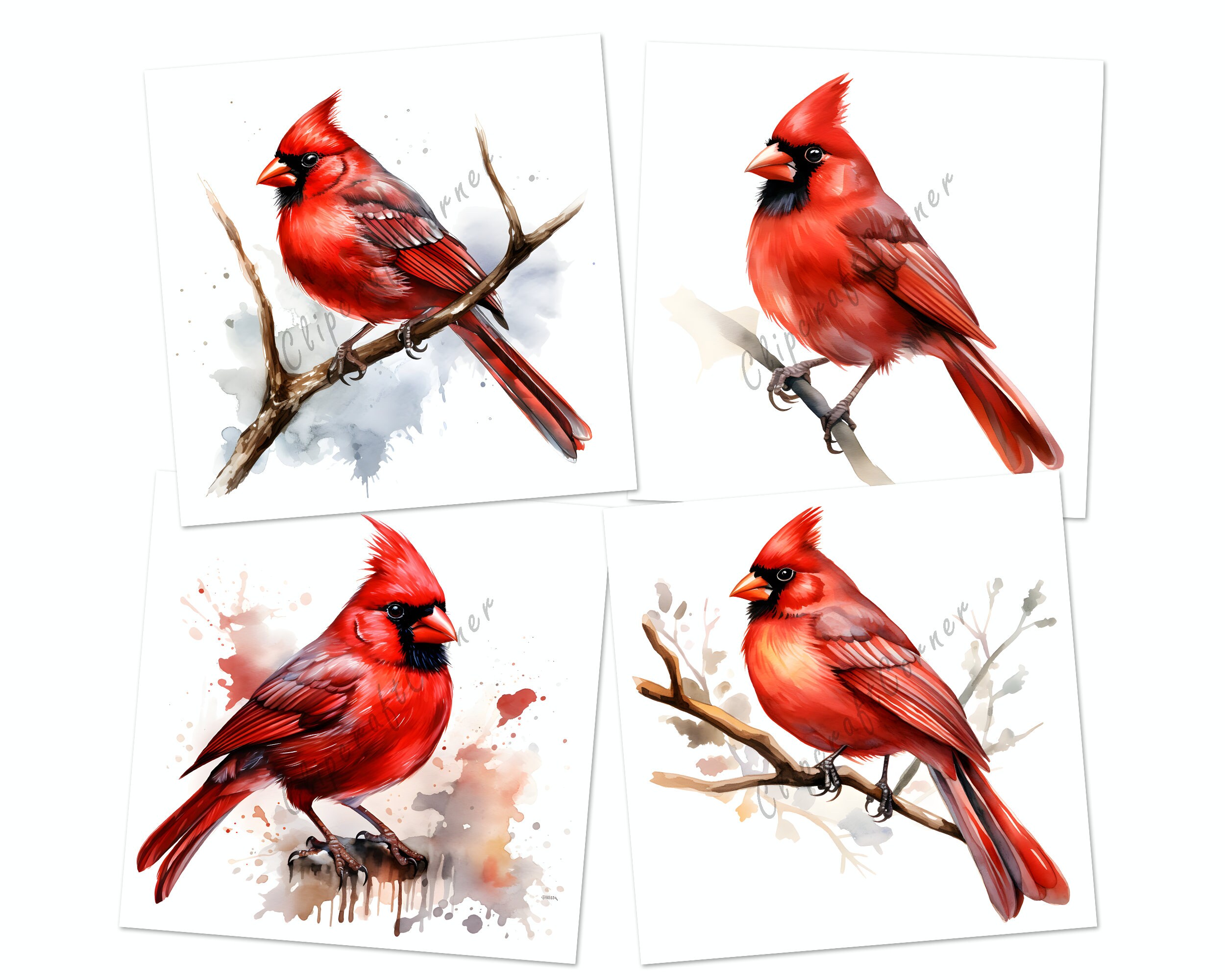 12 Red Cardinal Clipart PNG Art Bundle | Watercolor Bird Clipart PNG ...