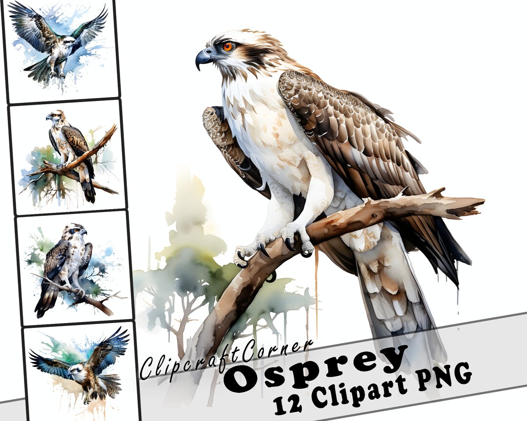 12 Osprey Clipart PNG Art Bundle | Watercolor Bird Clipart PNG Artwork ...