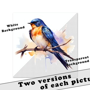 12 Barn Swallow Clipart PNG Art Bundle Watercolor Bird Clipart PNG ...