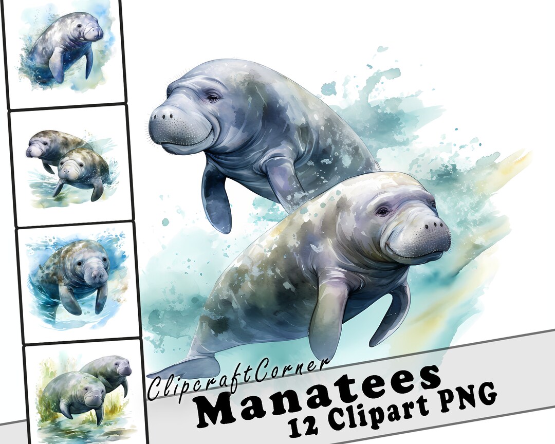 12 Manatee Clipart PNG Bundle | Watercolor Sea Animals Clipart PNG ...