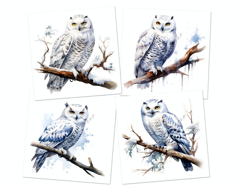 12 Snowy Owl Clipart PNG Art Bundle | Watercolor Bird Clipart PNG ...