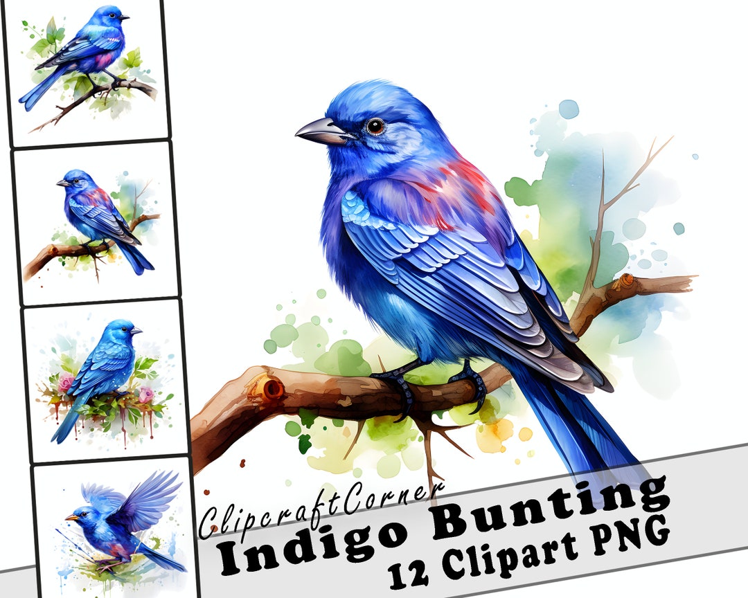 12 Indigo Bunting Clipart PNG Art Bundle | Watercolor Bird Clipart PNG ...