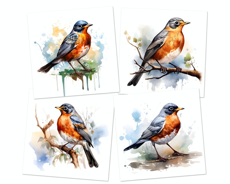 12 American Robin Clipart PNG Art Bundle | Watercolor Bird Clipart PNG ...