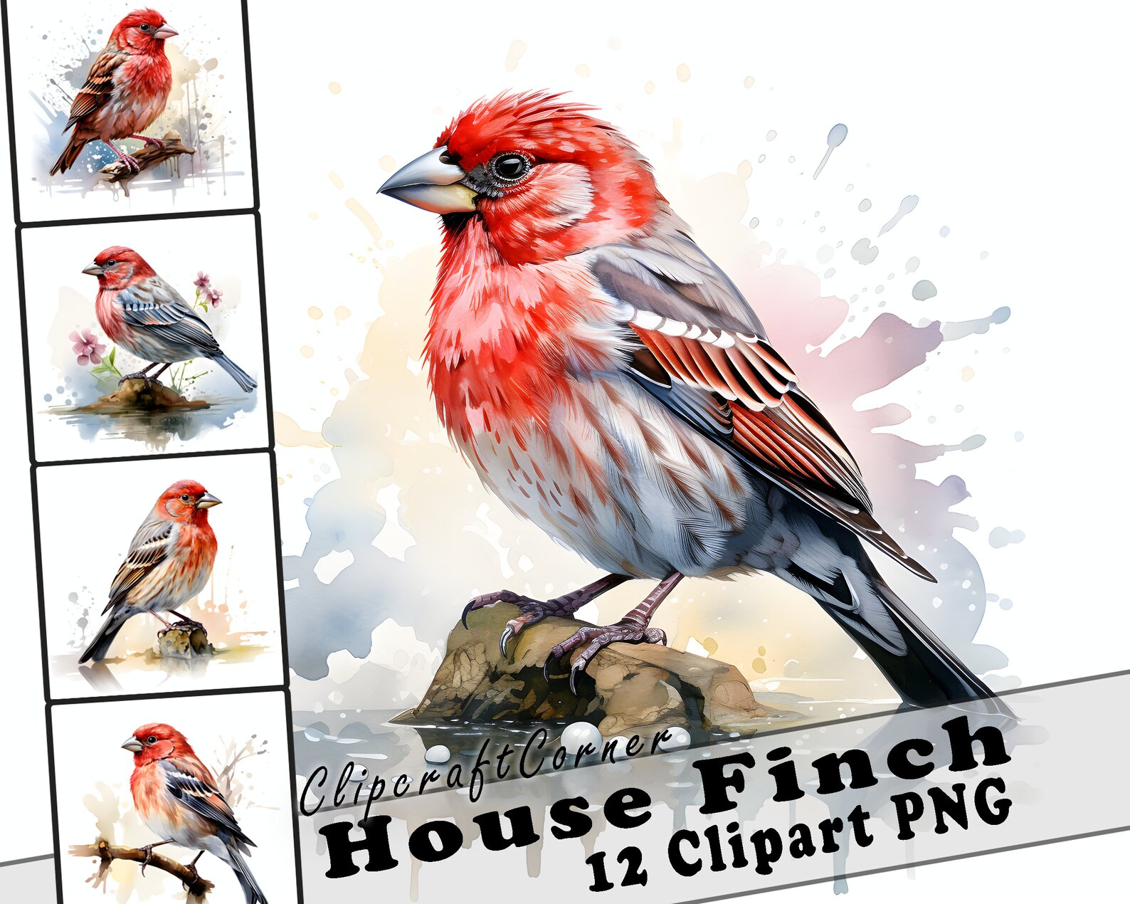 12 House Finch Clipart PNG Art Bundle | Watercolor Bird Clipart PNG ...