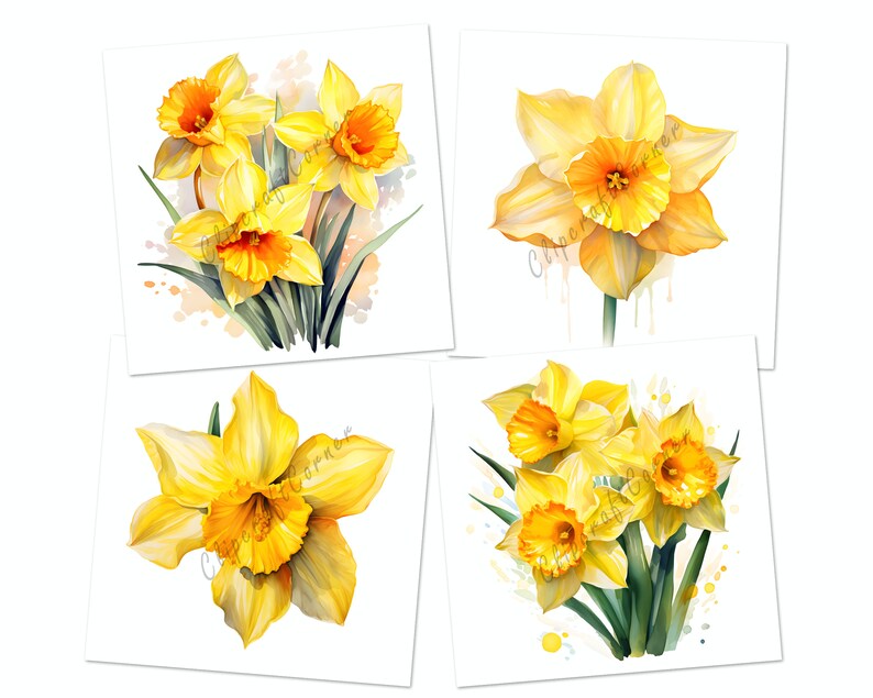 12 Daffodil Clipart PNG Art Bundle | Watercolor Flower Clipart PNG ...