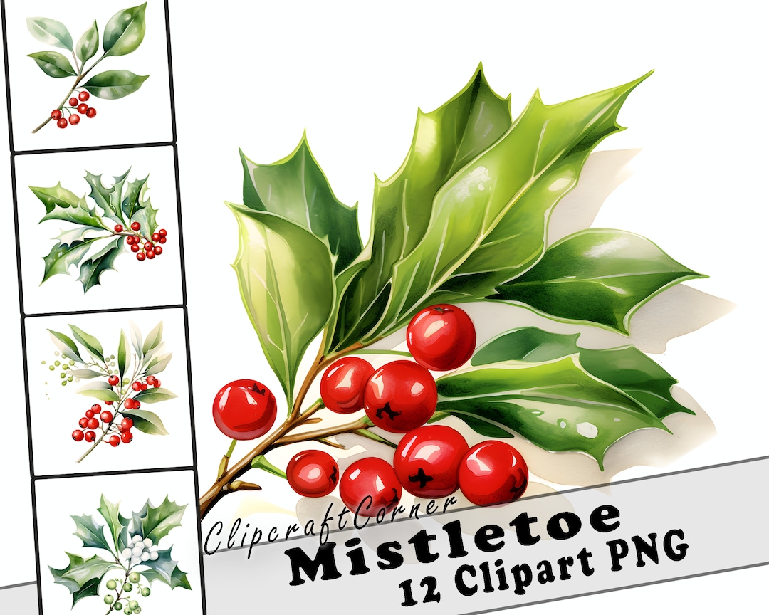 12 Mistletoe Clipart PNG Art Bundle | Watercolor Flower Clipart PNG ...