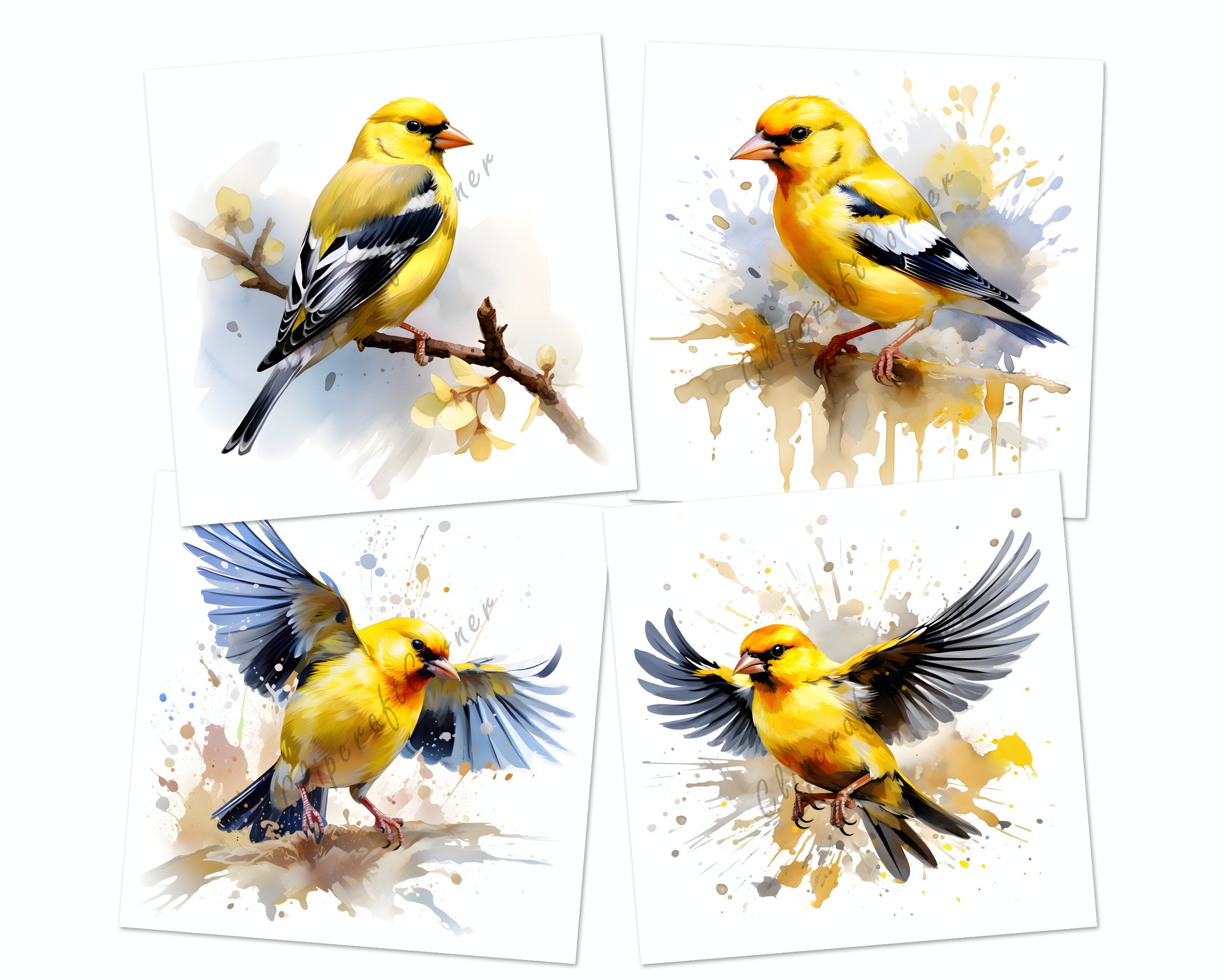 12 American Goldfinch Clipart PNG Art Bundle | Watercolor Bird Clipart ...