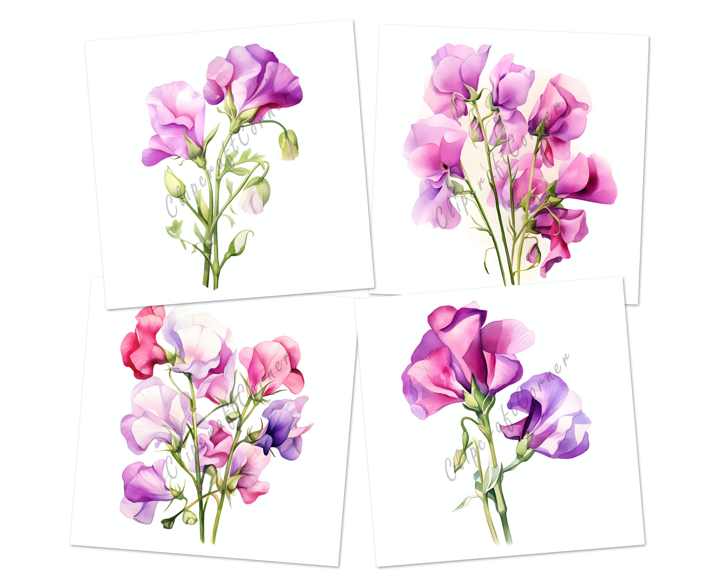 12 Sweet Pea Clipart PNG Art Bundle | Watercolor Flower Clipart PNG ...
