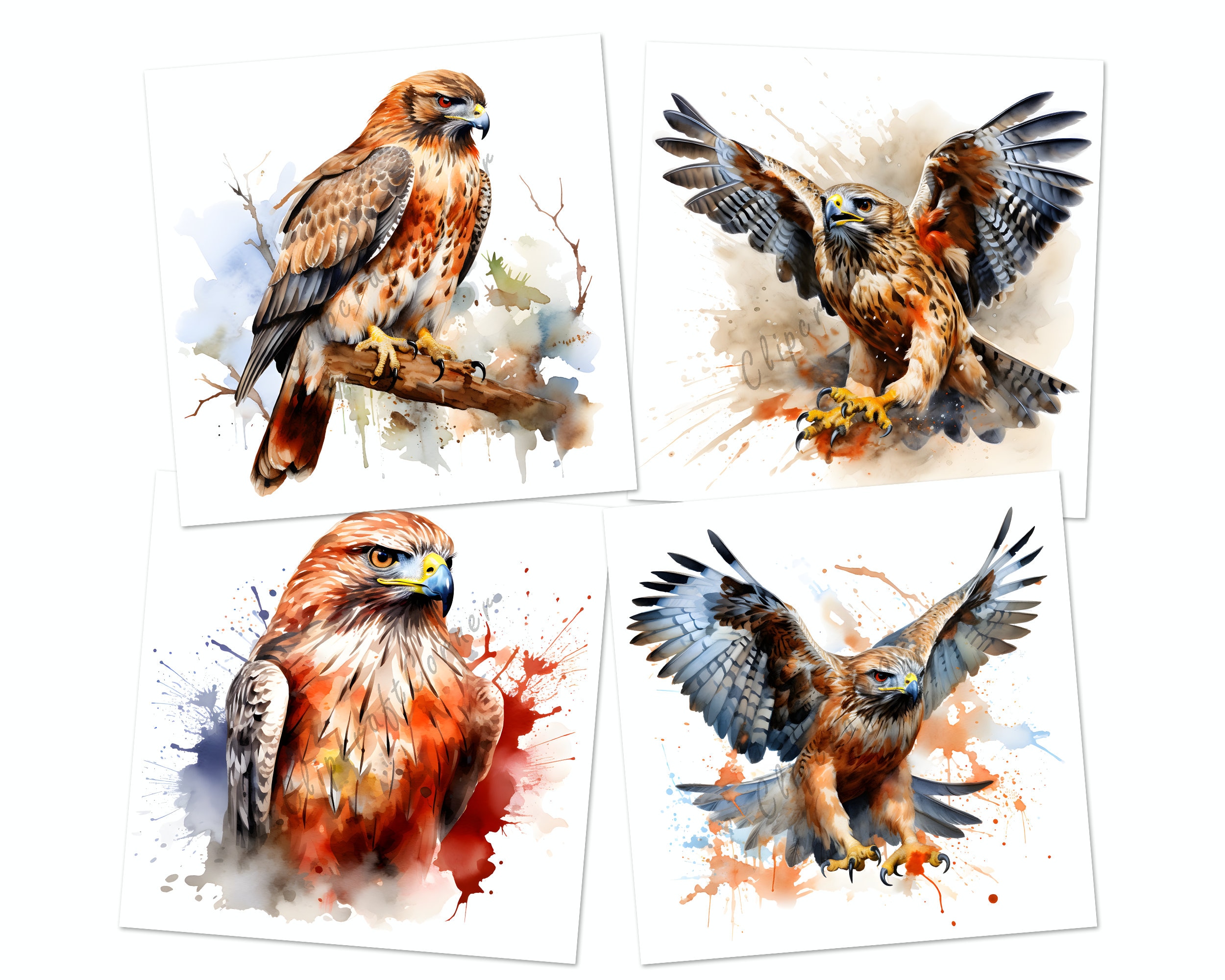 12 Red Tailed Hawk Clipart PNG Art Bundle | Watercolor Bird Clipart PNG ...