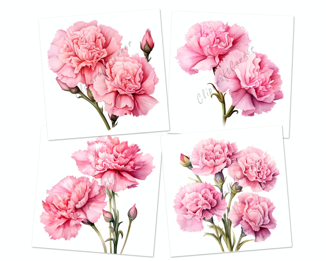 12 Pink Carnation Clipart PNG Art Bundle | Watercolor Flower Clipart ...