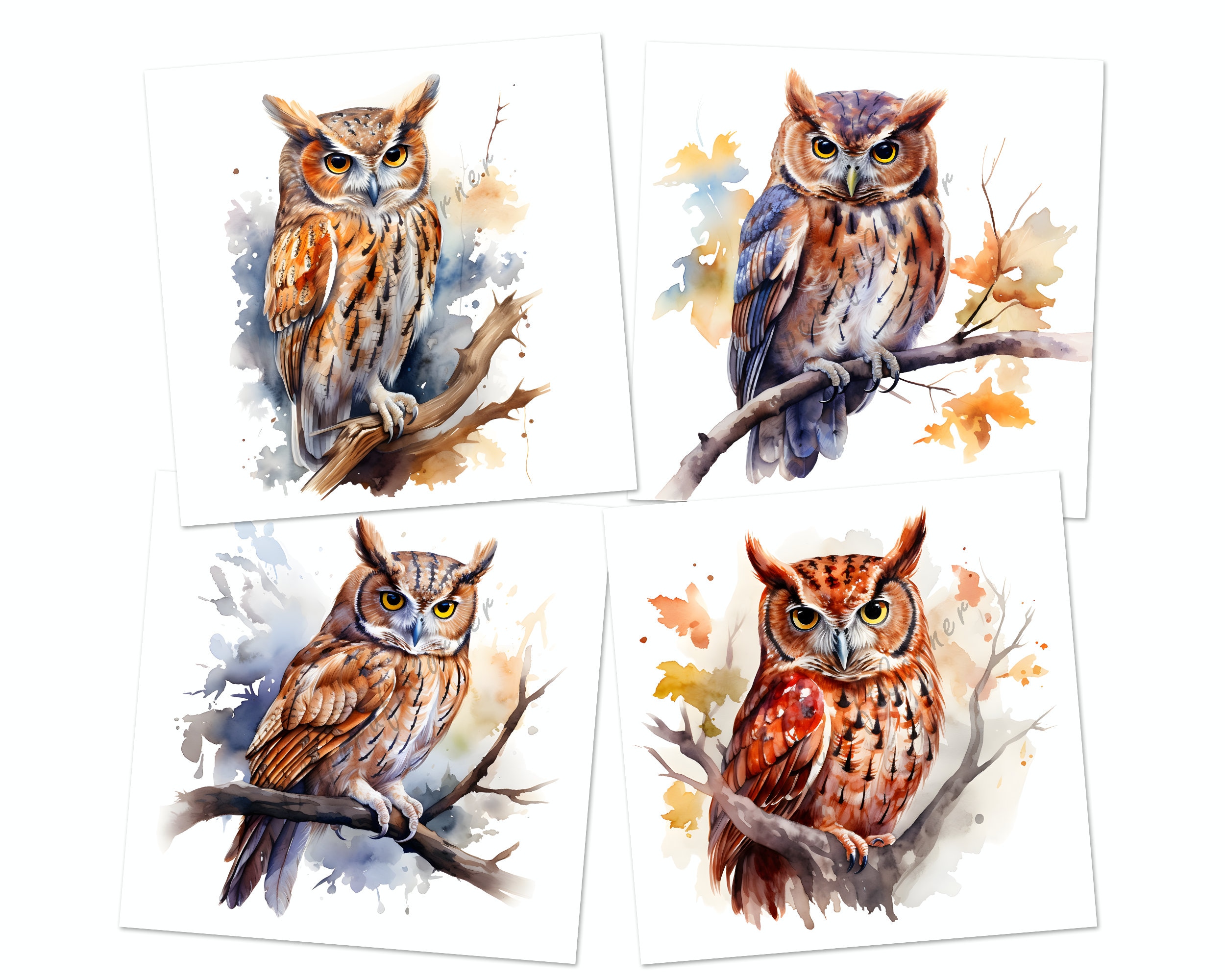 12 Eastern Screech Owl Clipart PNG Art Bundle | Watercolor Bird Clipart ...