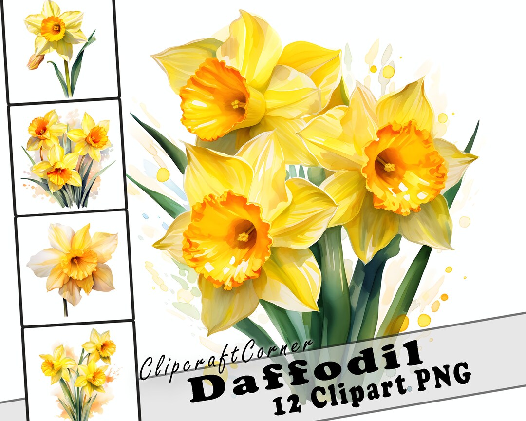 12 Daffodil Clipart PNG Art Bundle | Watercolor Flower Clipart PNG ...