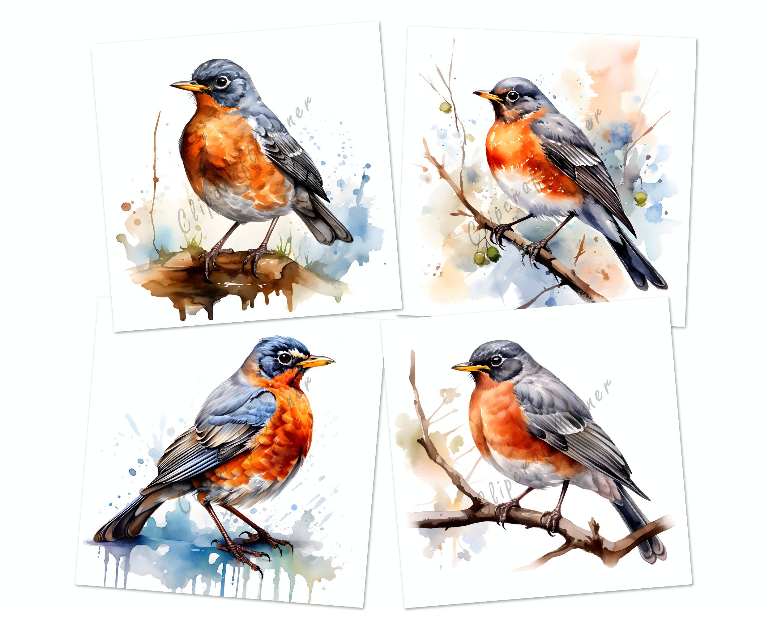 12 American Robin Clipart PNG Art Bundle | Watercolor Bird Clipart PNG ...