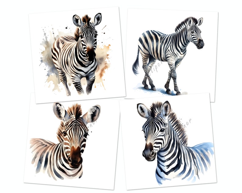 12 Zebra Clipart PNG Savannah Animal Bundle | Watercolor Zebra Clipart ...