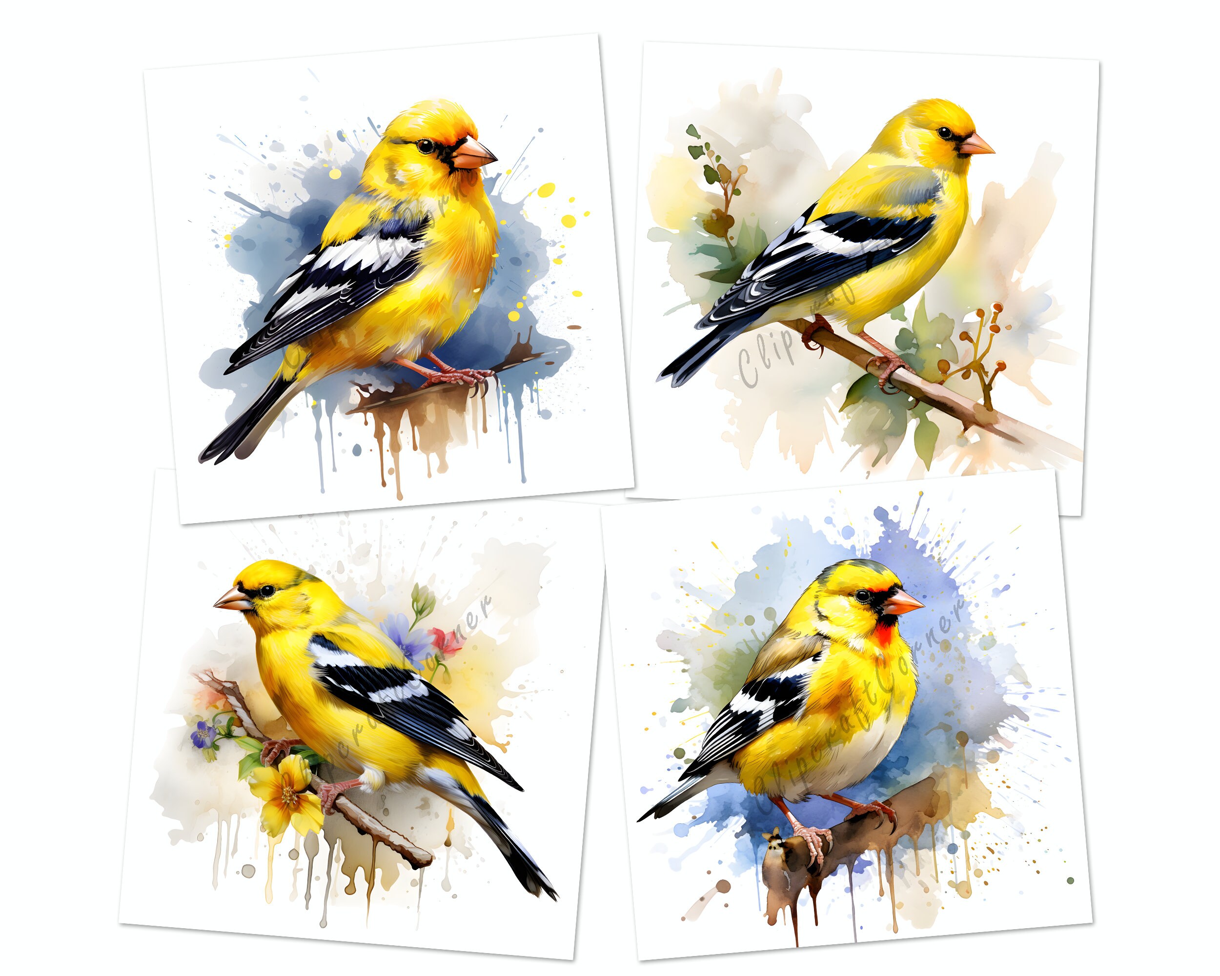 12 American Goldfinch Clipart PNG Art Bundle Watercolor Bird Clipart ...