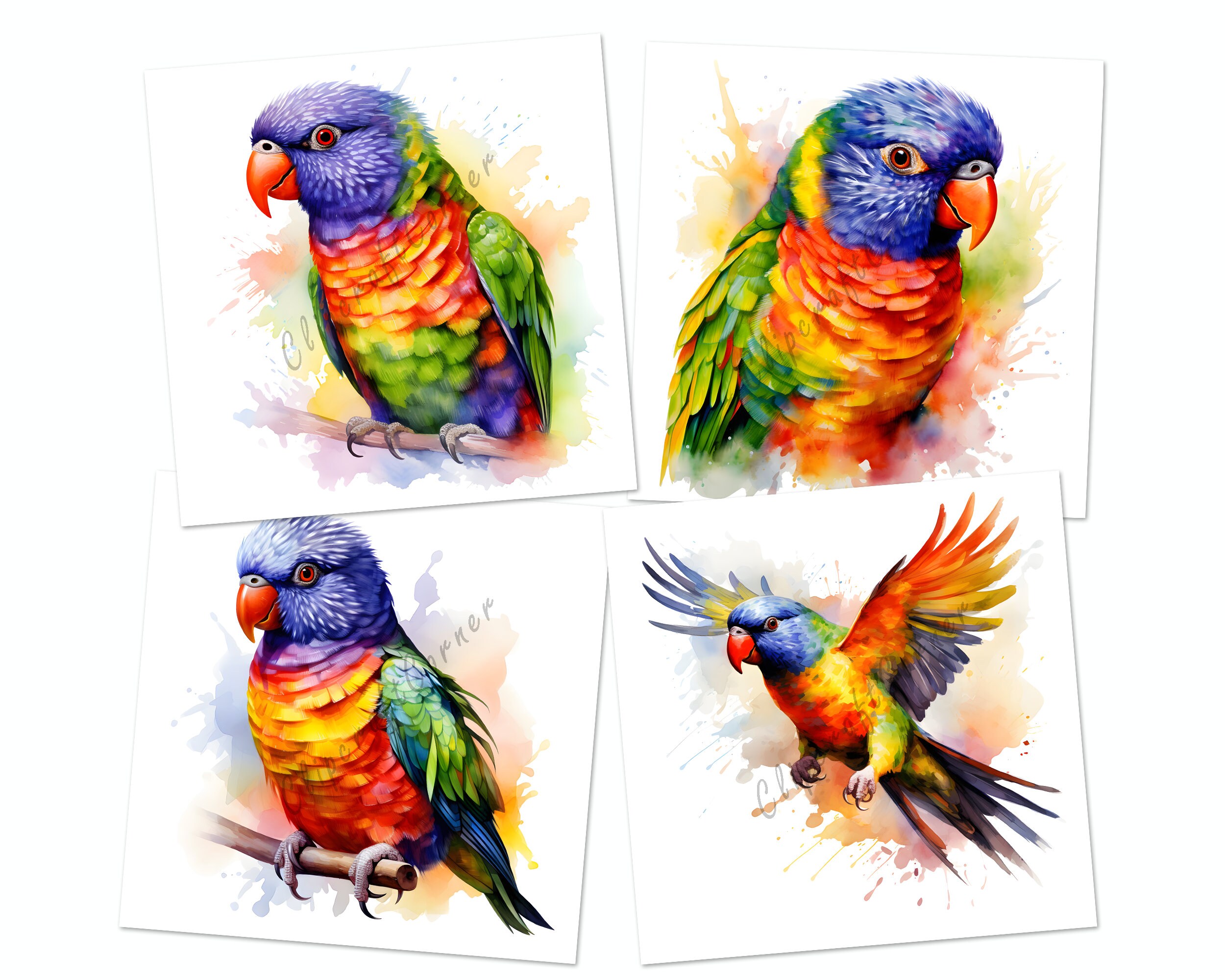 12 Lorikeet Clipart PNG Bundle Tropical Bird Watercolor Clipart PNG Summer Clipart PNG Artwork ...