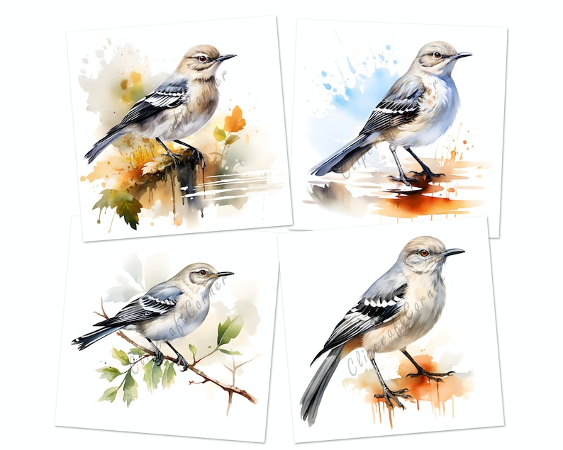 12 Northern Mockingbird Clipart PNG Art Bundle | Watercolor Bird ...