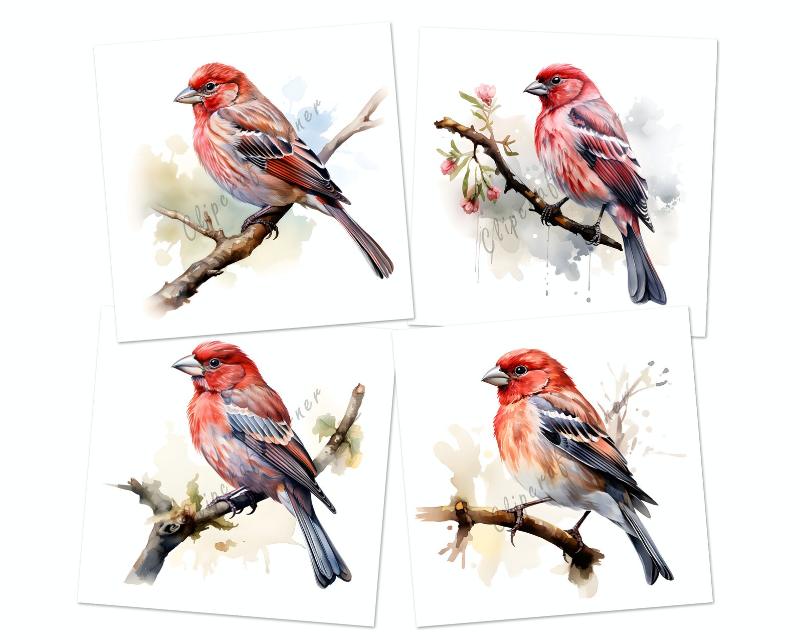 12 House Finch Clipart PNG Art Bundle | Watercolor Bird Clipart PNG ...