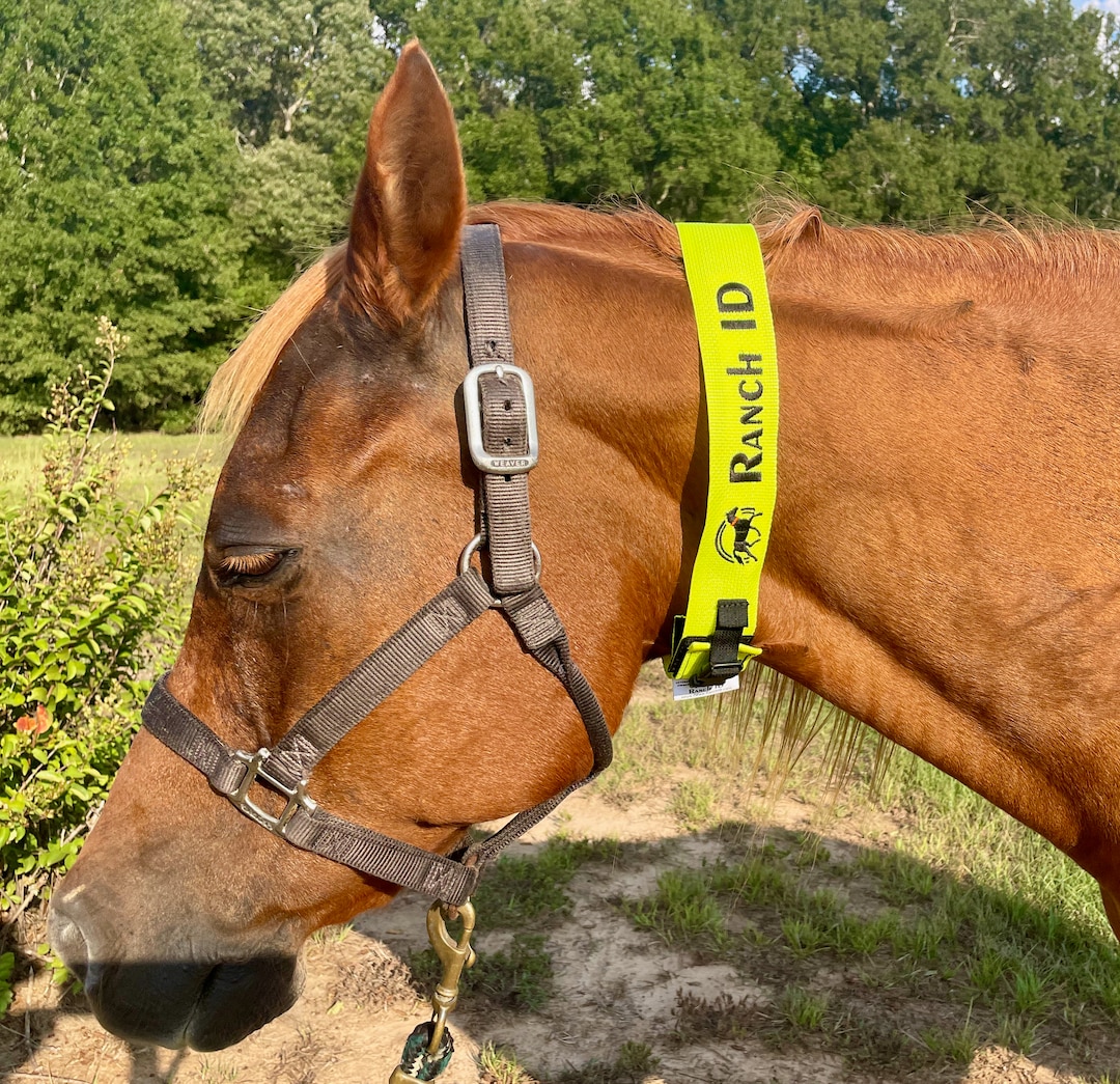 Non-reflective EMBROIDERED Horse Neck Collar ** READ Item Description ...