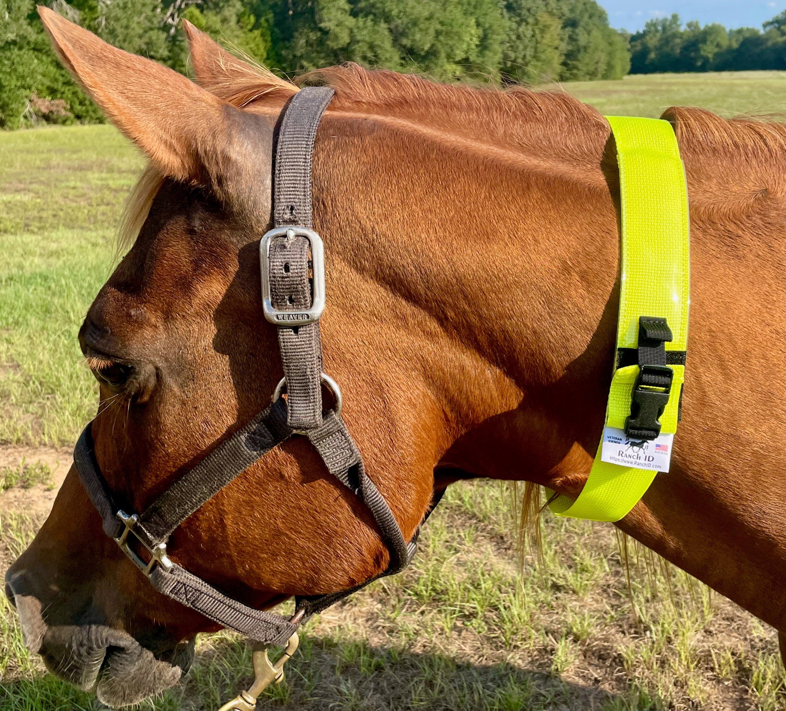 Non-reflective Horse Neck Collar Non-embroidered ** READ Item ...