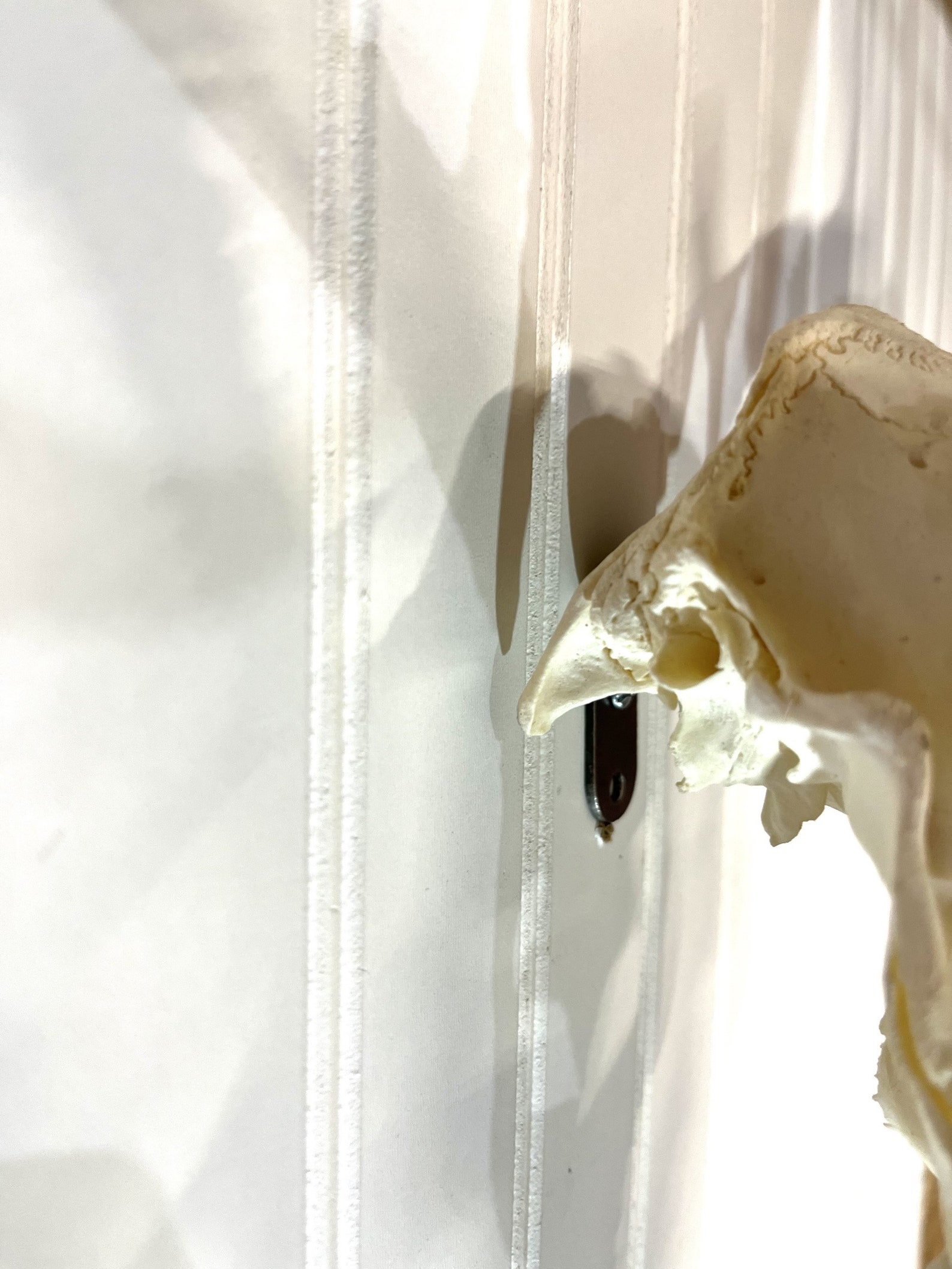 European Deer Mount Hook Hanger, Skull Hanger Mount Deer Antelope Bear ...