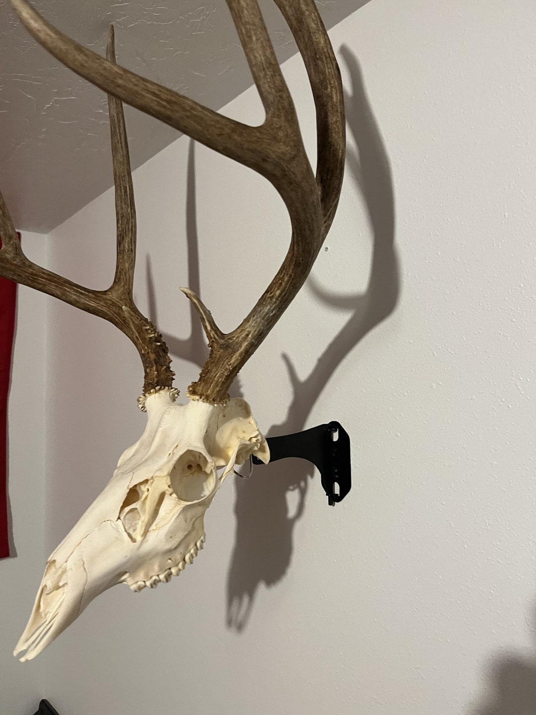 European Deer Mount Hook Hanger, Skull Hanger Mount Deer Antelope Bear ...