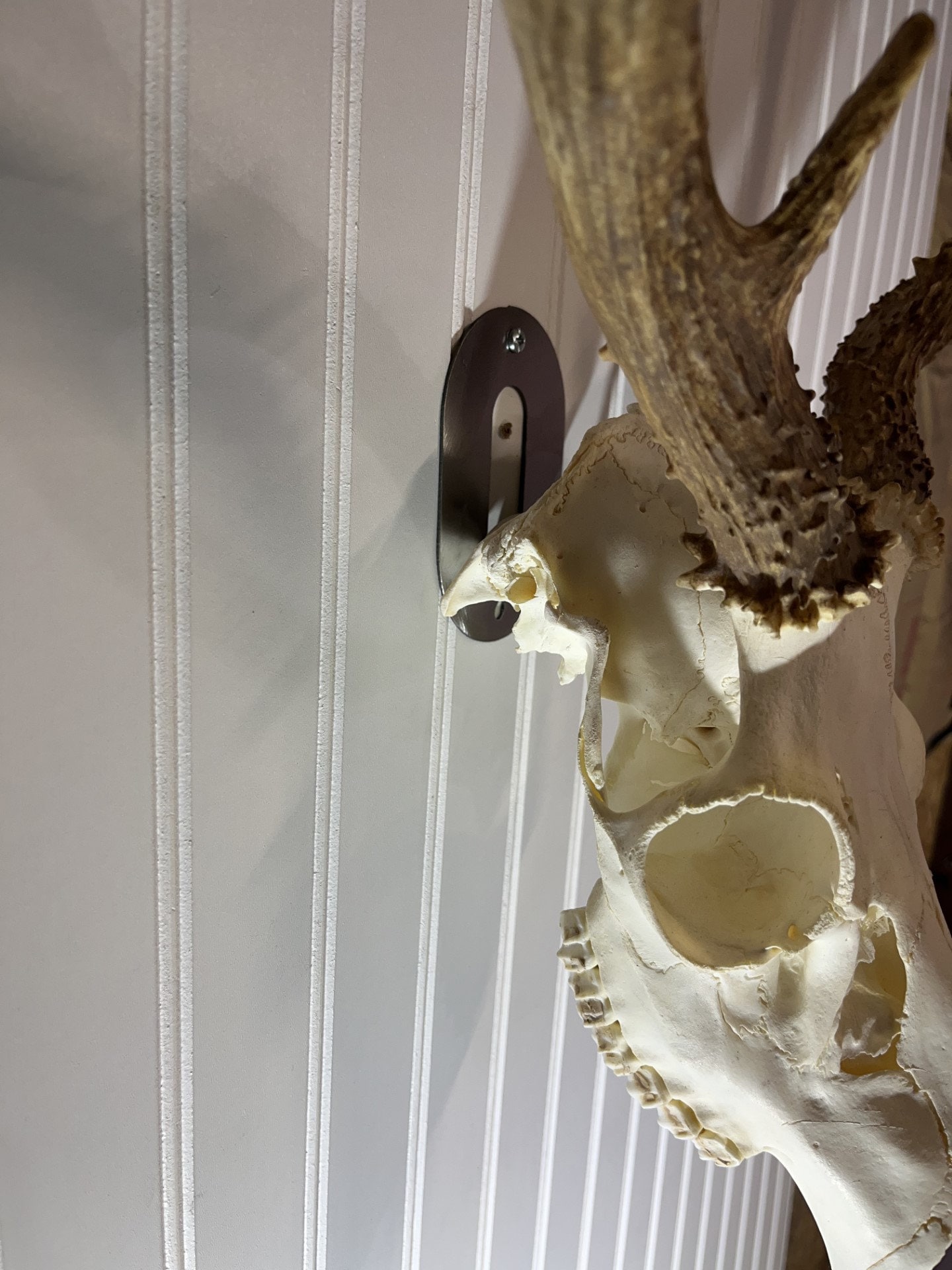 European Deer Mount Hook Hanger, Skull Hanger Mount Deer Antelope Bear ...
