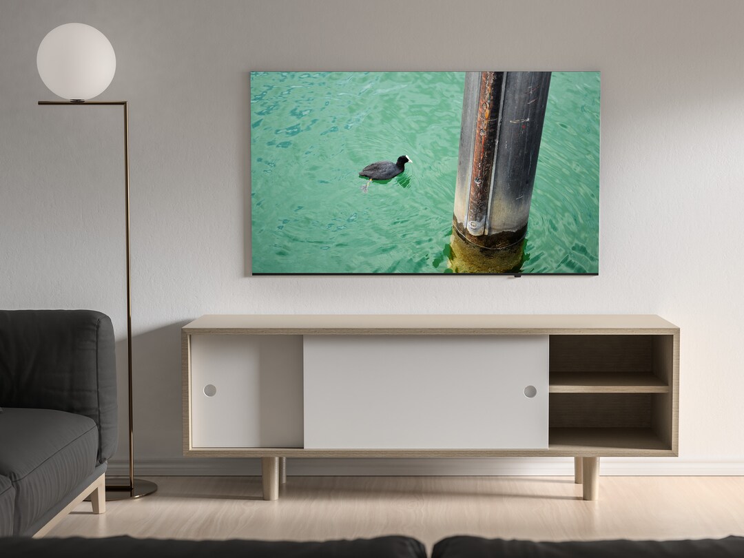 Eurasian Coot Bird Swimming on Lake Zurich, Switzerland European Travel ...