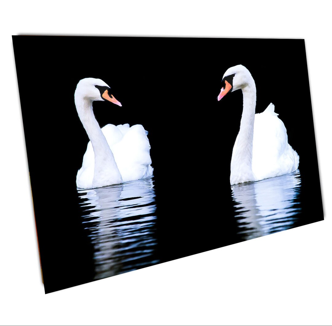 Swan Art Prints/canvas - Etsy