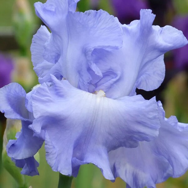 Reblooming Bearded Iris - Etsy
