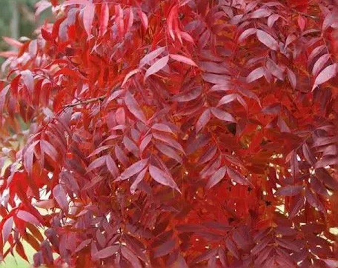 Chinese Pistache Trees - Starter Trees Approx 12in+\-, Produces Red and ...