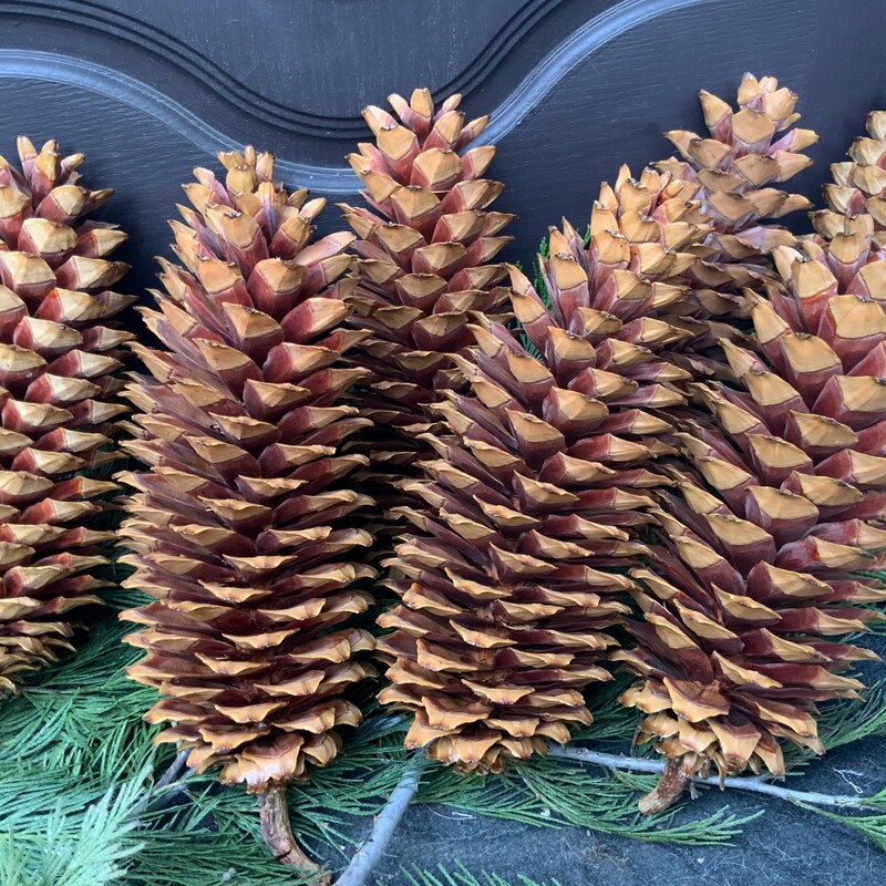 Large Pine Cones - Etsy