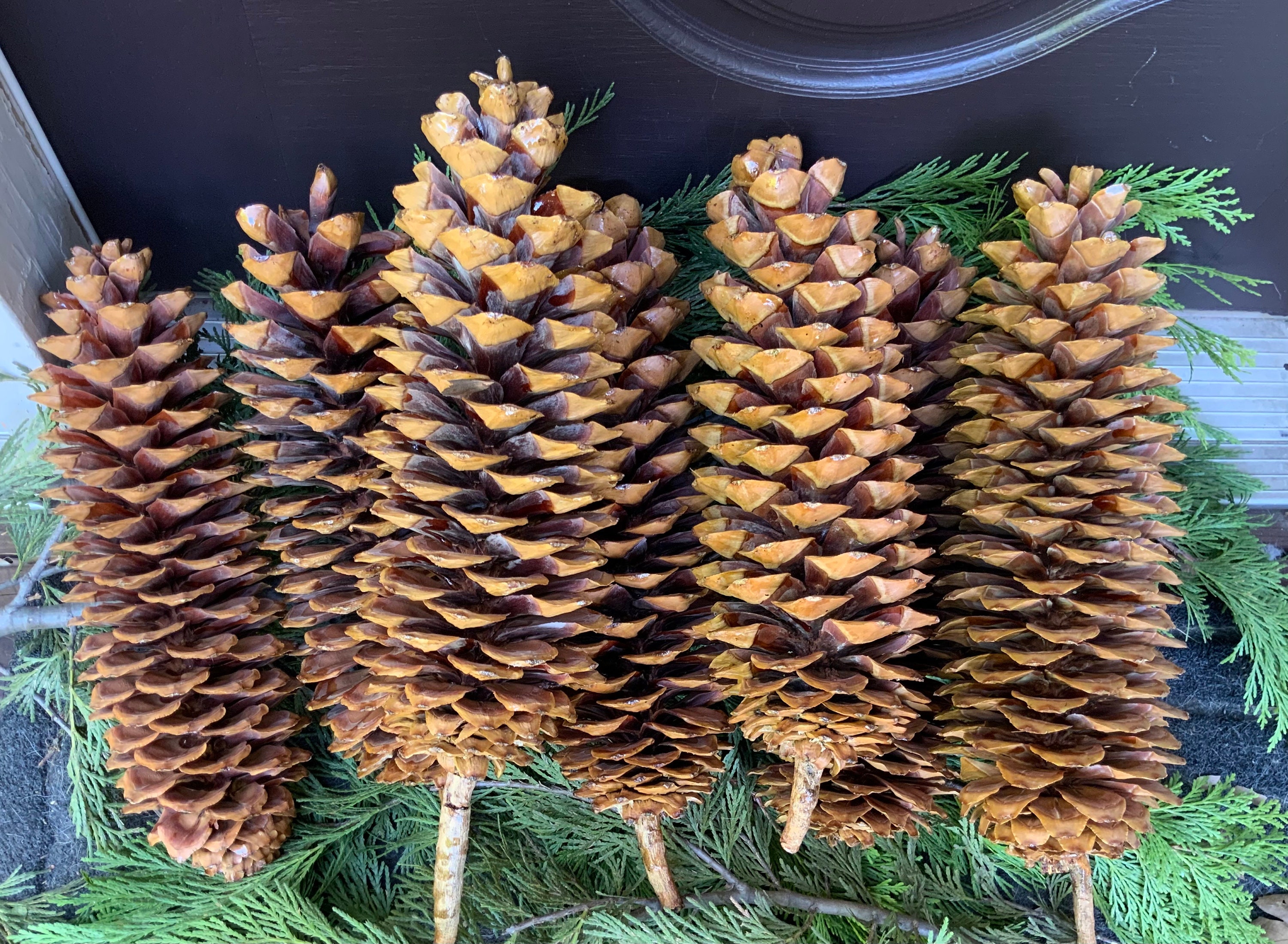Set of 2 Extra Large Sugar Pine Cones 14 15 Long lightly Baked no Bugs ...