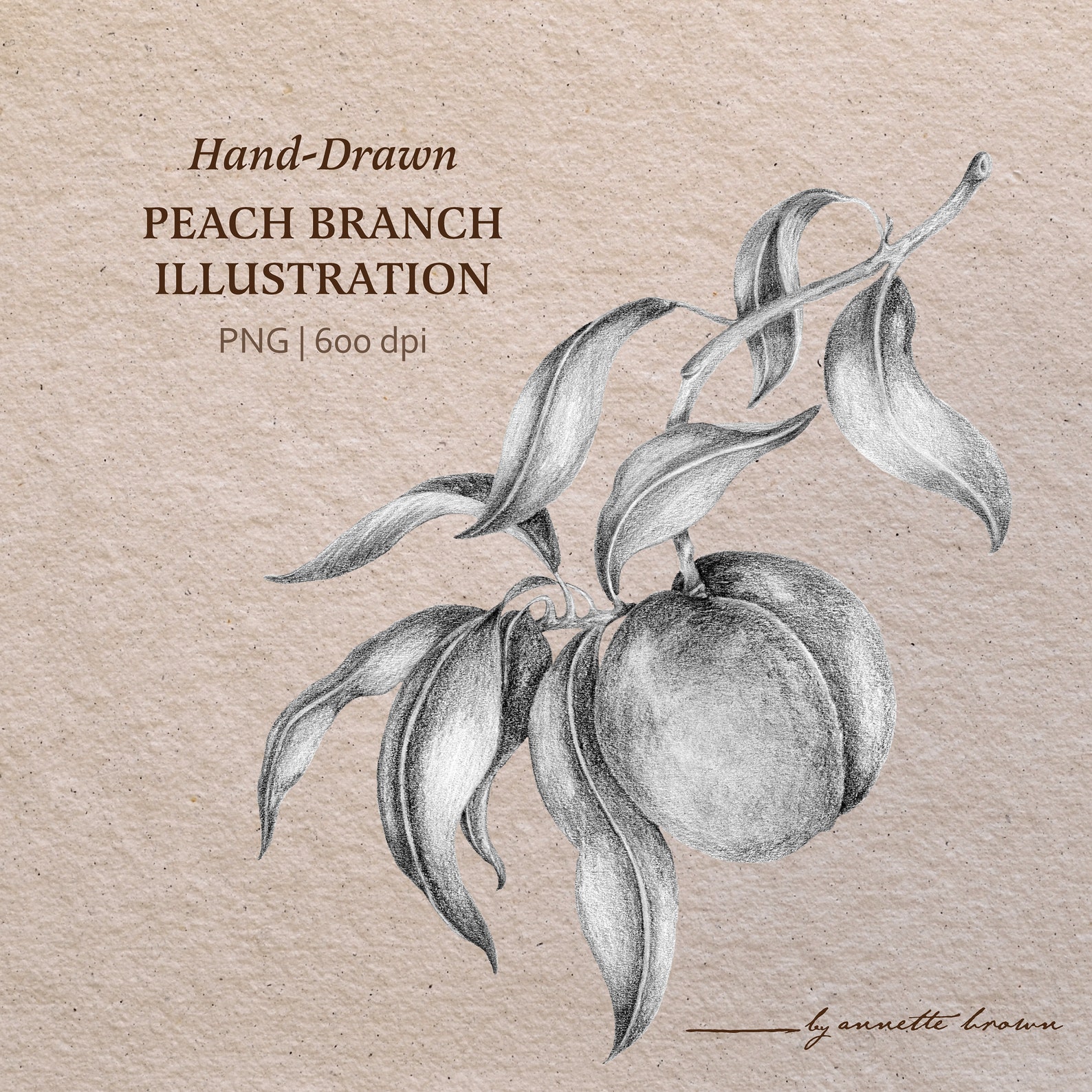 Peach Branch Pencil Illustration Hand-drawn Peach Fruit High Resolution ...