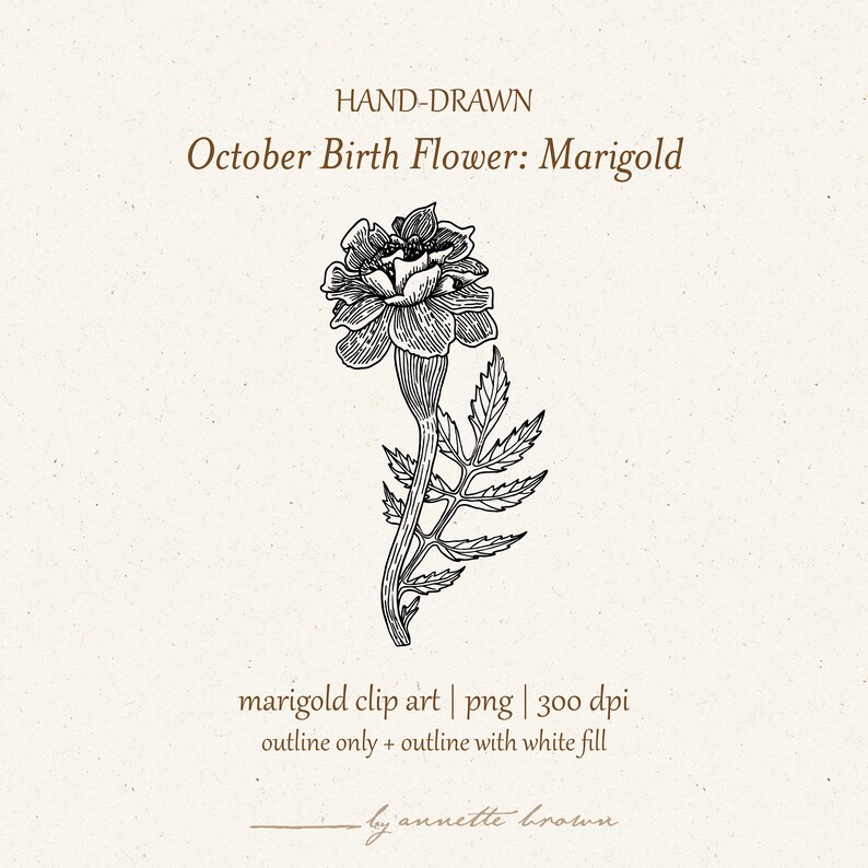 October Birth Flower Marigold Clipart, Hand-drawn Floral Illustration ...