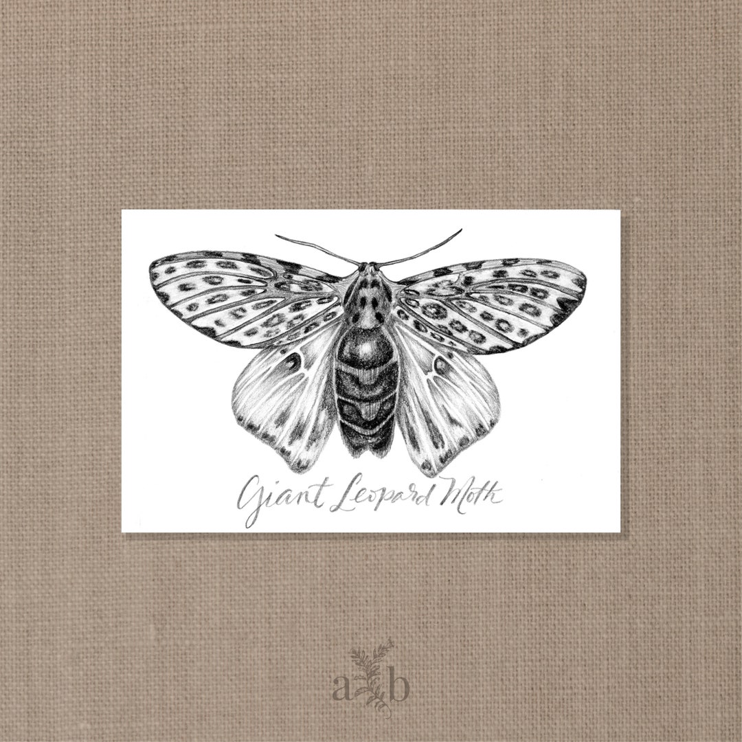 Giant Leopard Moth Pencil Drawing Original Graphite Pencil Art 8.5 in X ...