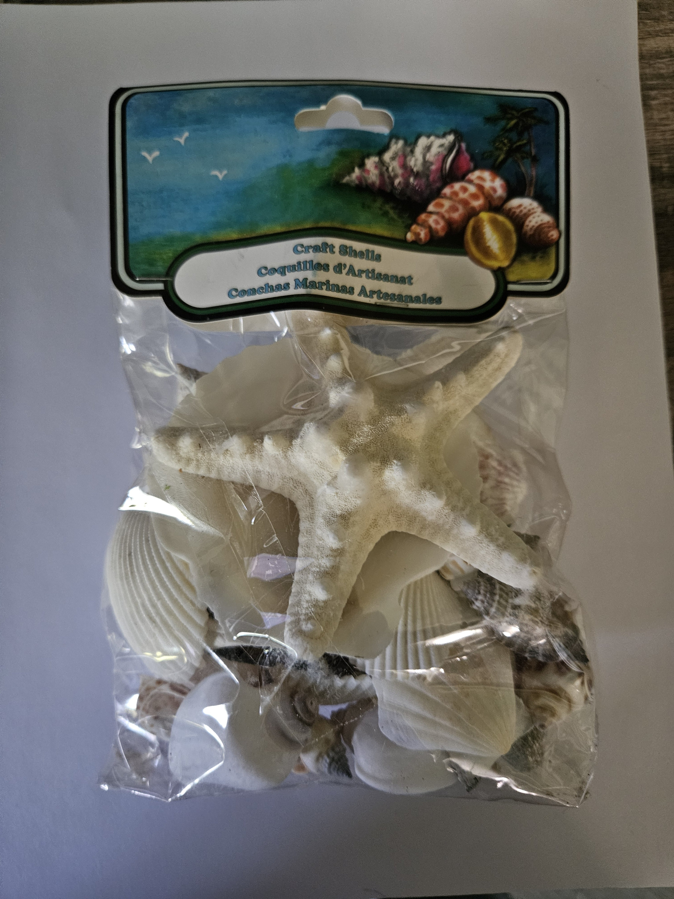 Seashells: Crafts, Shells, Beach - Etsy