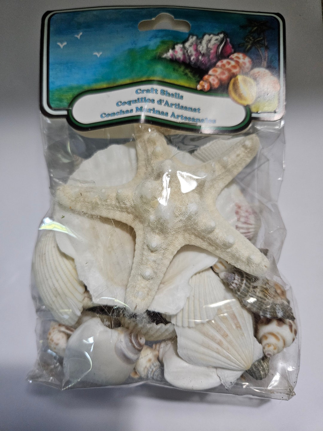 Seashells: Crafts, Shells, Beach - Etsy