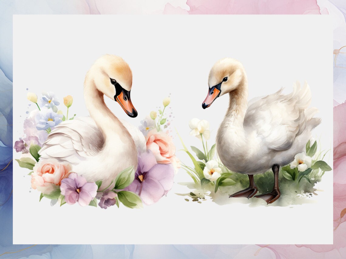 12 Watercolor Baby Swans Clipart Pack, Clipart for Commercial Use ...