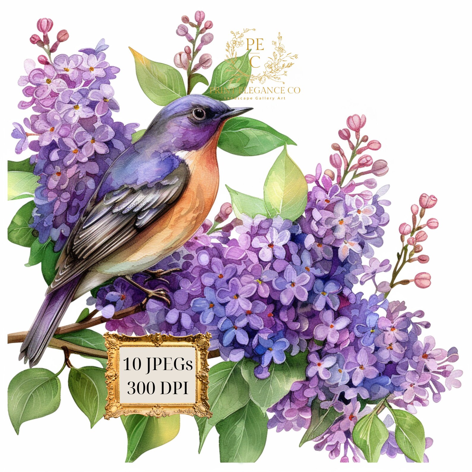 Watercolor Lilac Clipart Instant Download for Commercial Use Watercolor ...