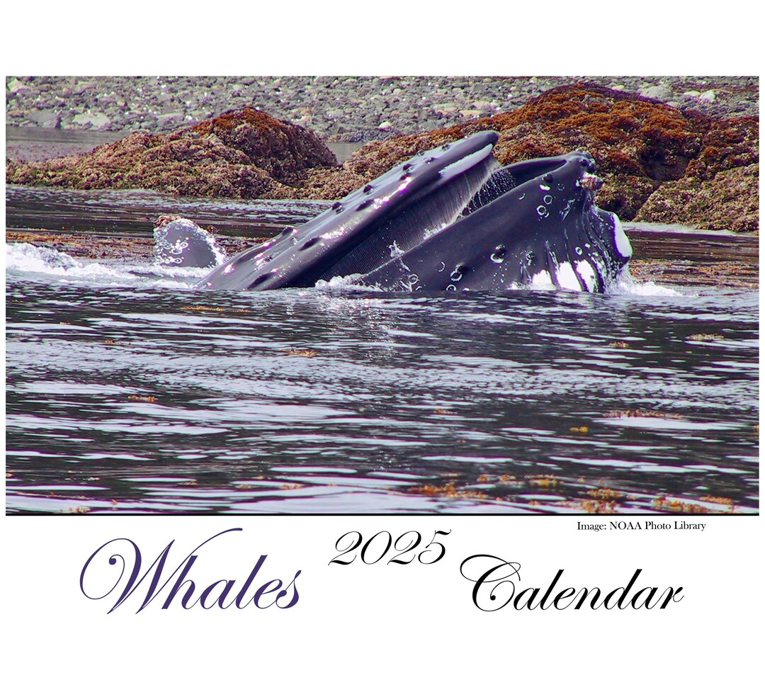 Whale Wall Calendar 2025 NOAA Photographs, Humpback Whales Blue Whales ...