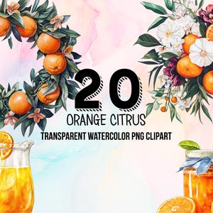 Orange Citrus Clipart Set Watercolor Orange Fruit Illustrations Fruit ...