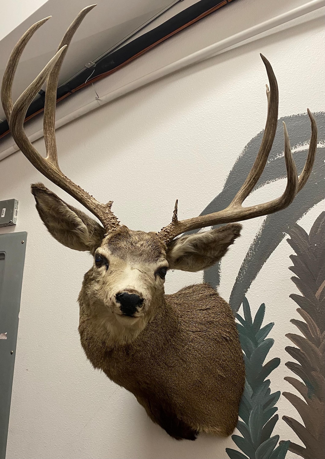 Magnificent Mule Deer Buck Shoulder Mount Taxidermy Wide High Antlers ...