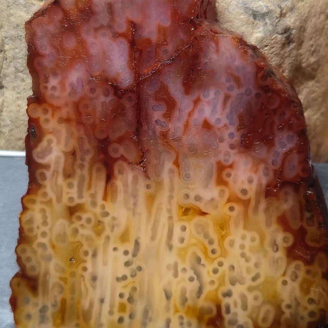 Extremely Rare Carnelian Tube Agate for Lapidary Slab Multy Colored Red ...